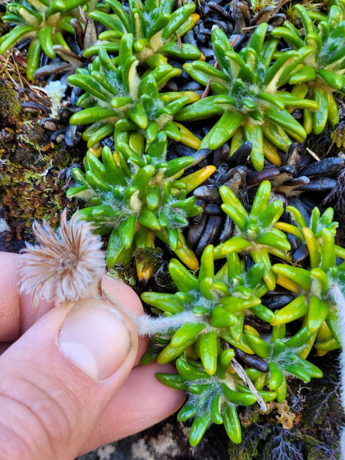Celmisia philocremna • New Zealand Plant Conservation Network