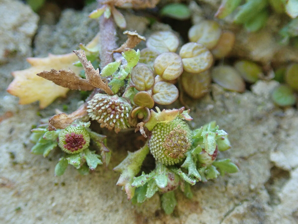 Centipeda aotearoana • New Zealand Plant Conservation Network
