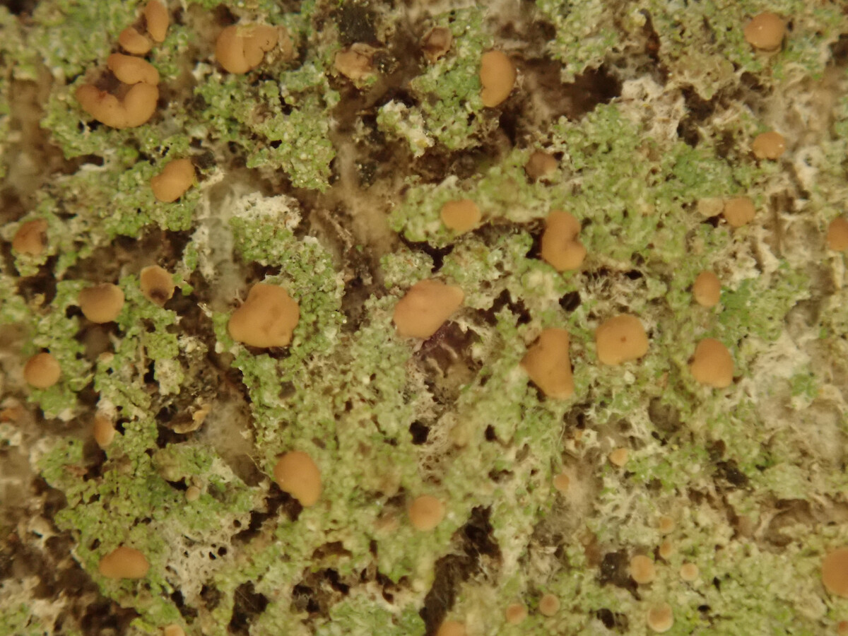 Phyllopsora malcolmii • New Zealand Plant Conservation Network
