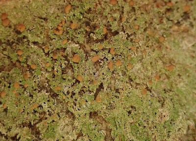 Phyllopsora malcolmii • New Zealand Plant Conservation Network