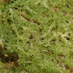 Phyllopsora furfuracea • New Zealand Plant Conservation Network