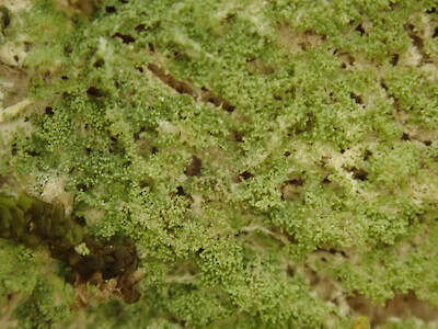 Phyllopsora furfuracea • New Zealand Plant Conservation Network