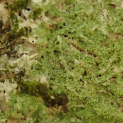Phyllopsora furfuracea • New Zealand Plant Conservation Network