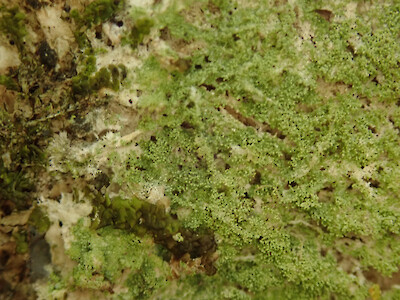 Phyllopsora furfuracea • New Zealand Plant Conservation Network
