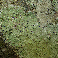 Phyllopsora furfuracea • New Zealand Plant Conservation Network