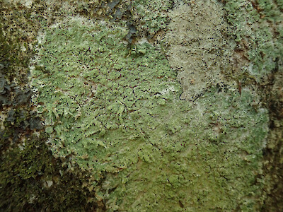Phyllopsora furfuracea • New Zealand Plant Conservation Network