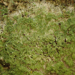 Phyllopsora furfuracea • New Zealand Plant Conservation Network