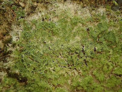 Phyllopsora furfuracea • New Zealand Plant Conservation Network