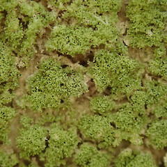 Phyllopsora furfuracea • New Zealand Plant Conservation Network