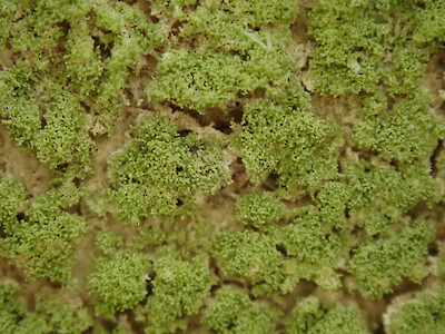 Phyllopsora furfuracea • New Zealand Plant Conservation Network