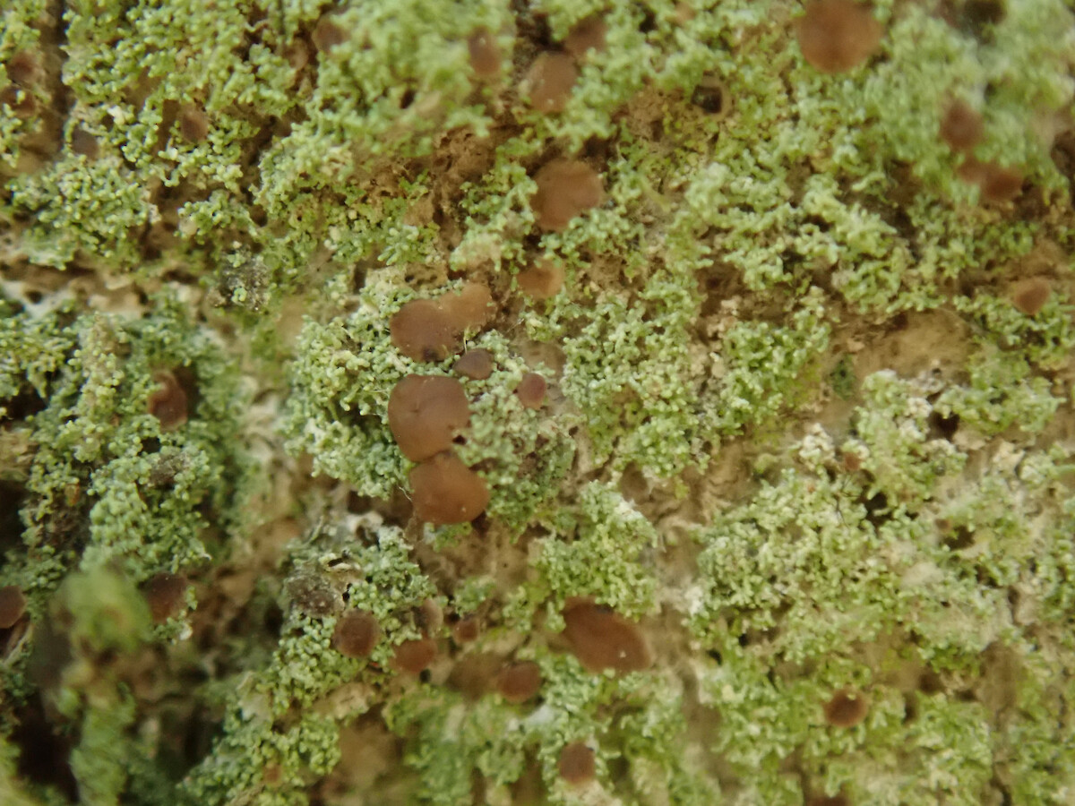 Phyllopsora furfuracea • New Zealand Plant Conservation Network