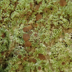 Phyllopsora furfuracea • New Zealand Plant Conservation Network