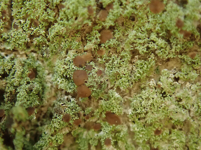 Phyllopsora furfuracea • New Zealand Plant Conservation Network