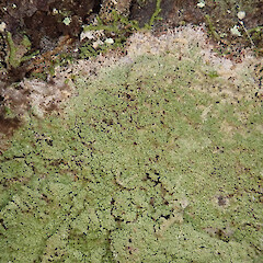 Phyllopsora furfuracea • New Zealand Plant Conservation Network