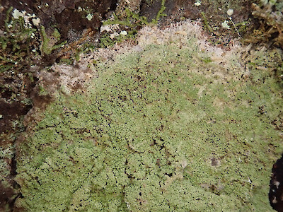 Phyllopsora furfuracea • New Zealand Plant Conservation Network