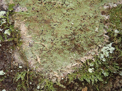 Phyllopsora furfuracea • New Zealand Plant Conservation Network
