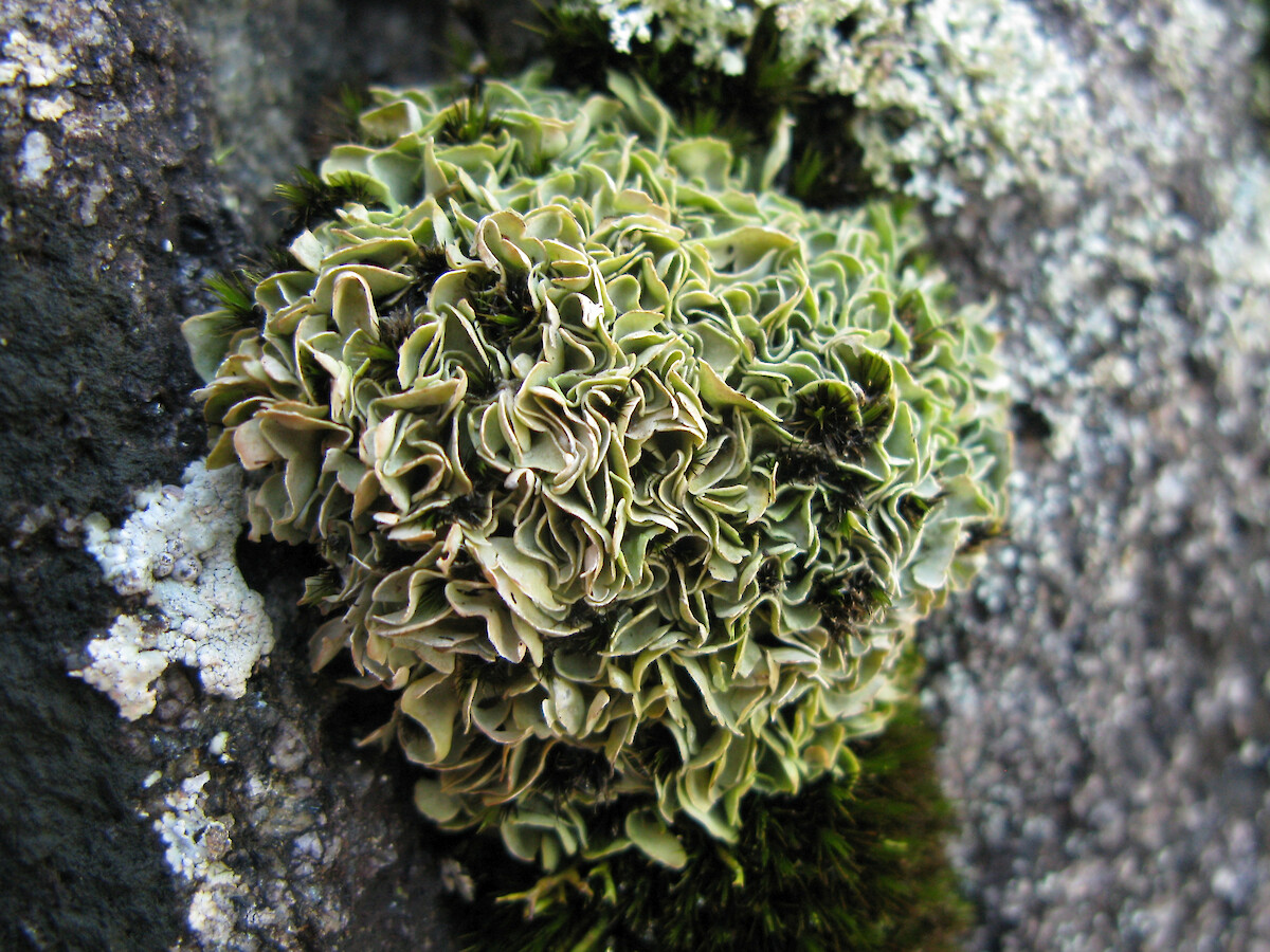 Parasiphula fragilis • New Zealand Plant Conservation Network