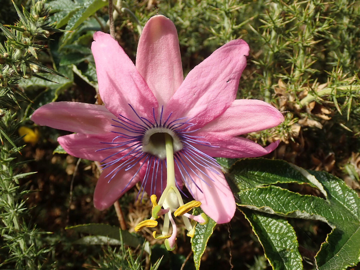 Passiflora pinnatistipula • New Zealand Plant Conservation Network