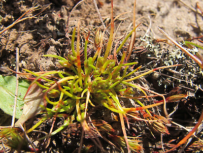 Ficinia marginata • New Zealand Plant Conservation Network