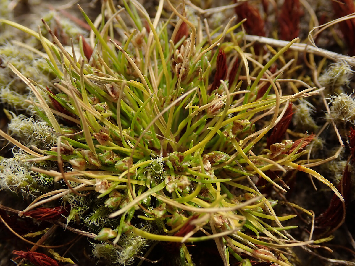 Ficinia marginata • New Zealand Plant Conservation Network