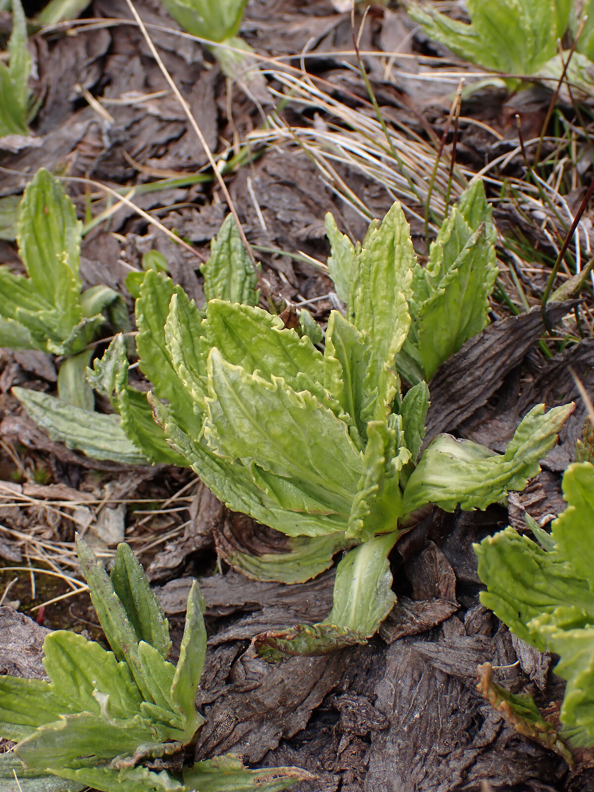 Celmisia prorepens • New Zealand Plant Conservation Network