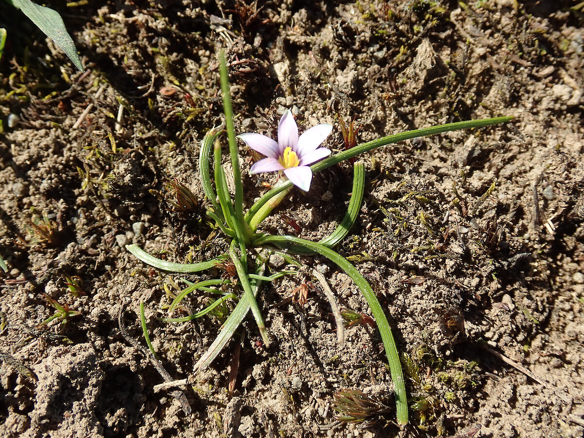 Romulea minutiflora • New Zealand Plant Conservation Network