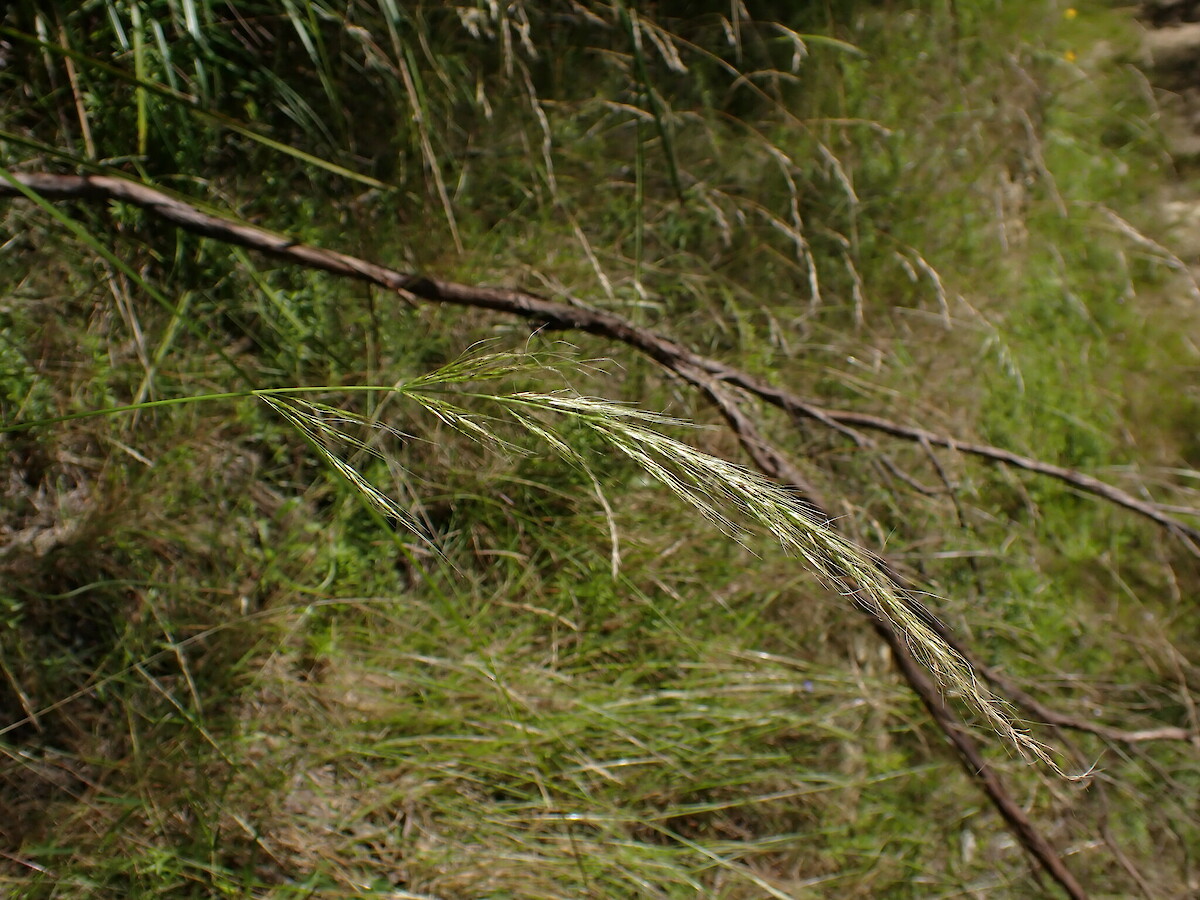 Pentapogon rarus • New Zealand Plant Conservation Network