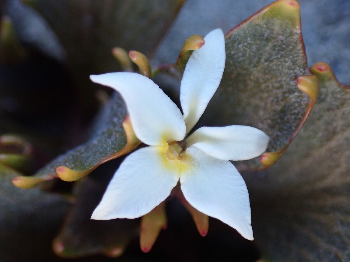 Lobelia roughii • New Zealand Plant Conservation Network