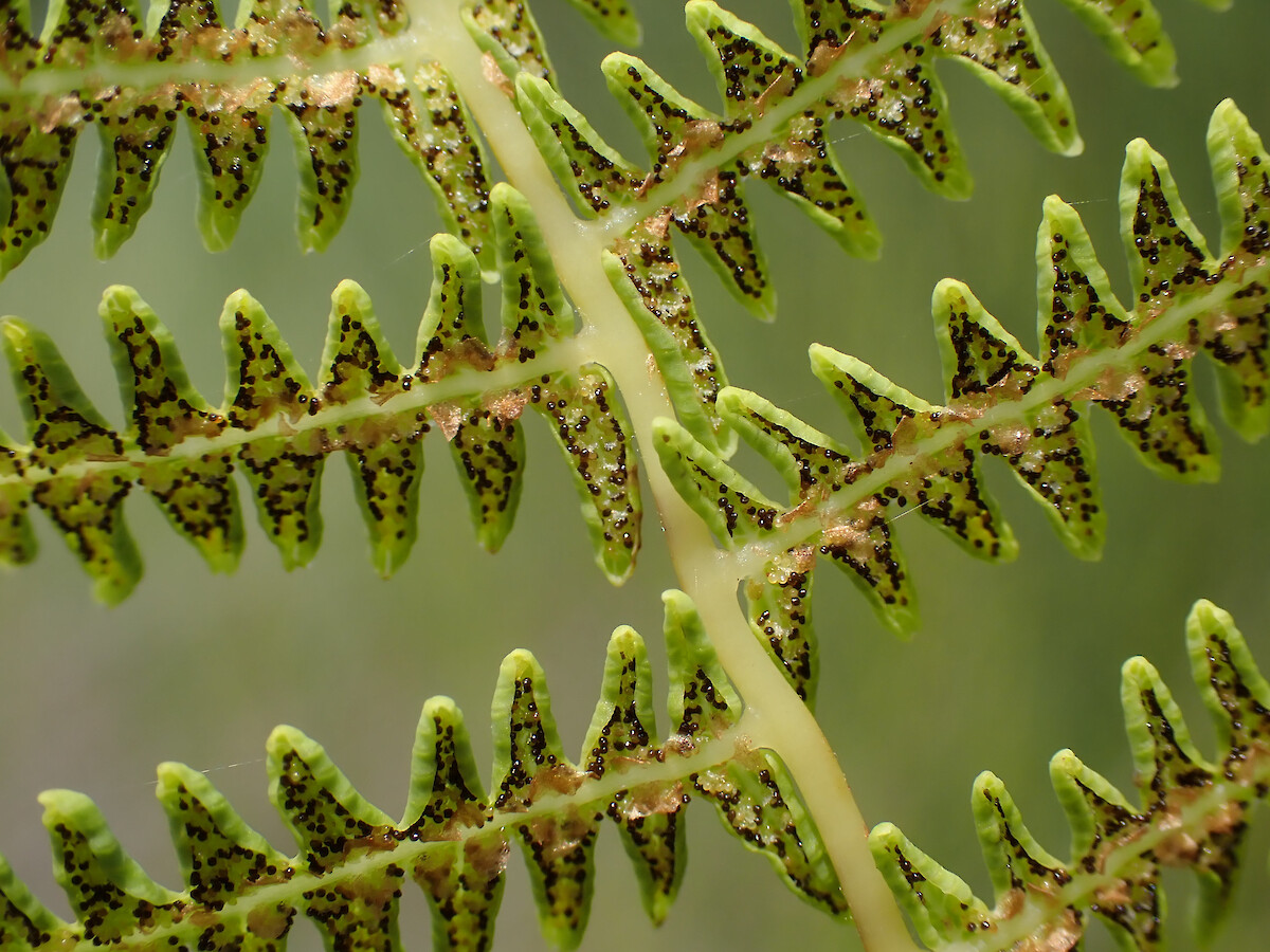 Thelypteris confluens • New Zealand Plant Conservation Network