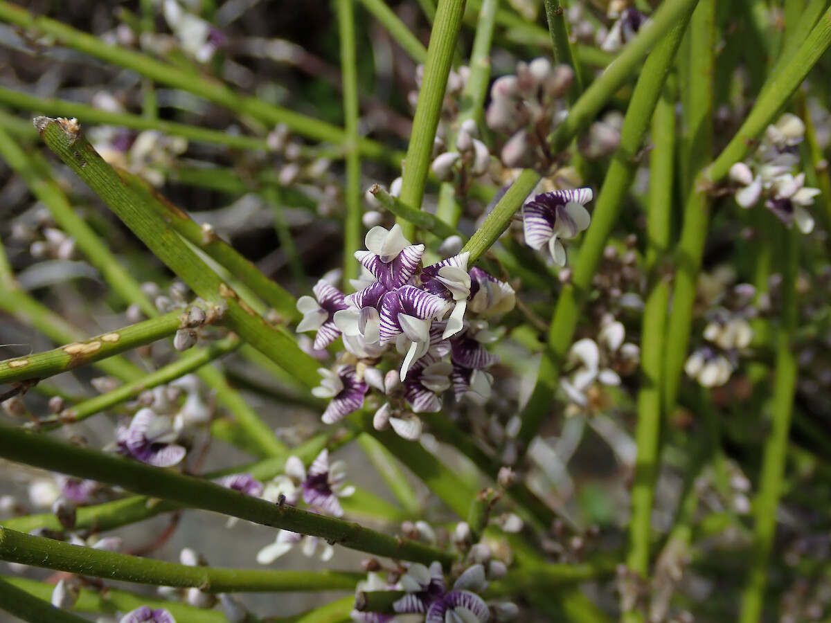 Carmichaelia australis • New Zealand Plant Conservation Network