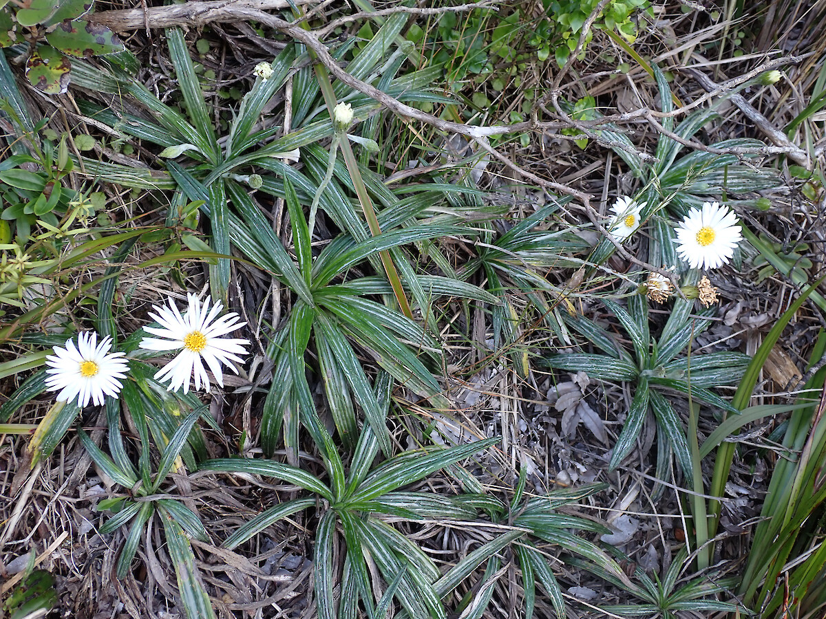 Celmisia graminifolia • New Zealand Plant Conservation Network