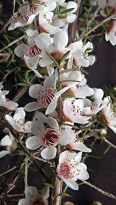 Leptospermum tairawhitiense • New Zealand Plant Conservation Network