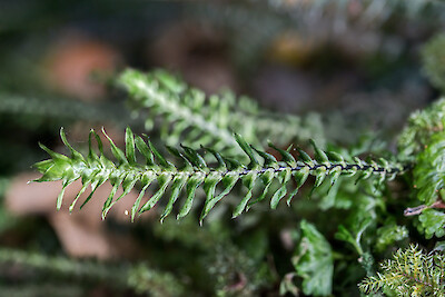 Cyathophorum bulbosum • New Zealand Plant Conservation Network
