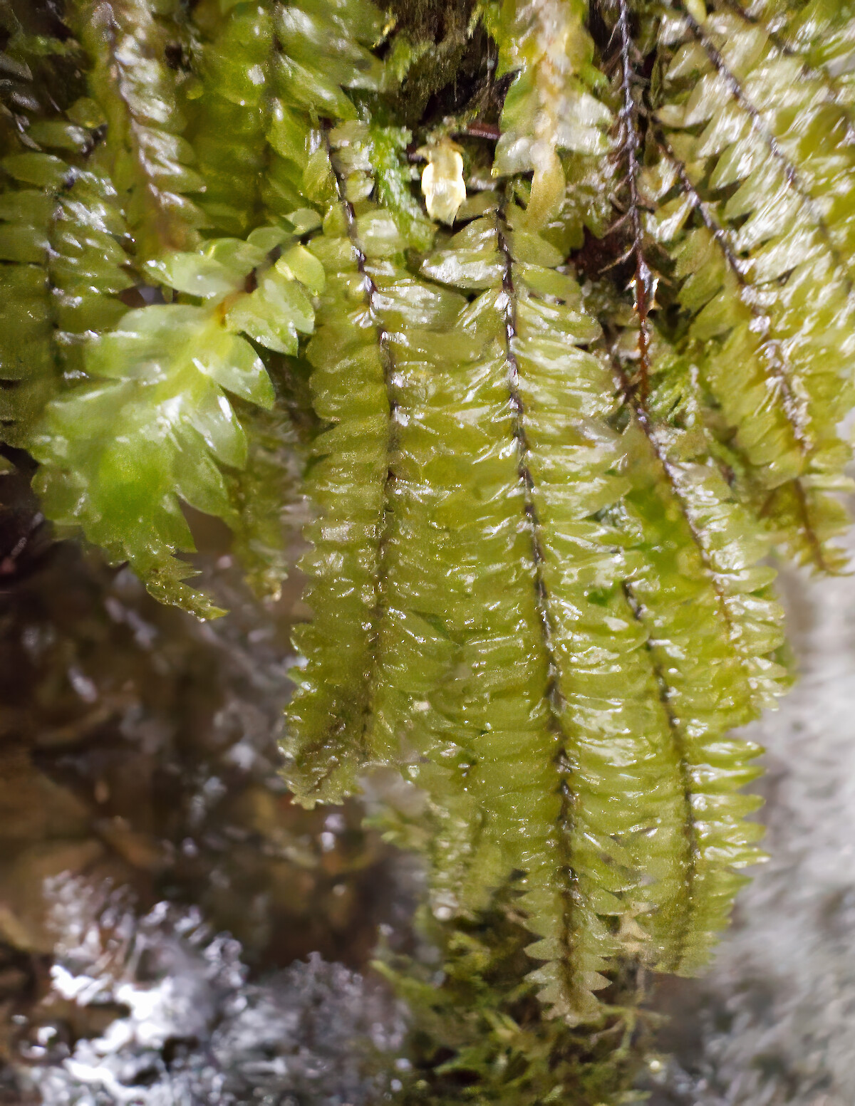 Cyathophorum bulbosum • New Zealand Plant Conservation Network