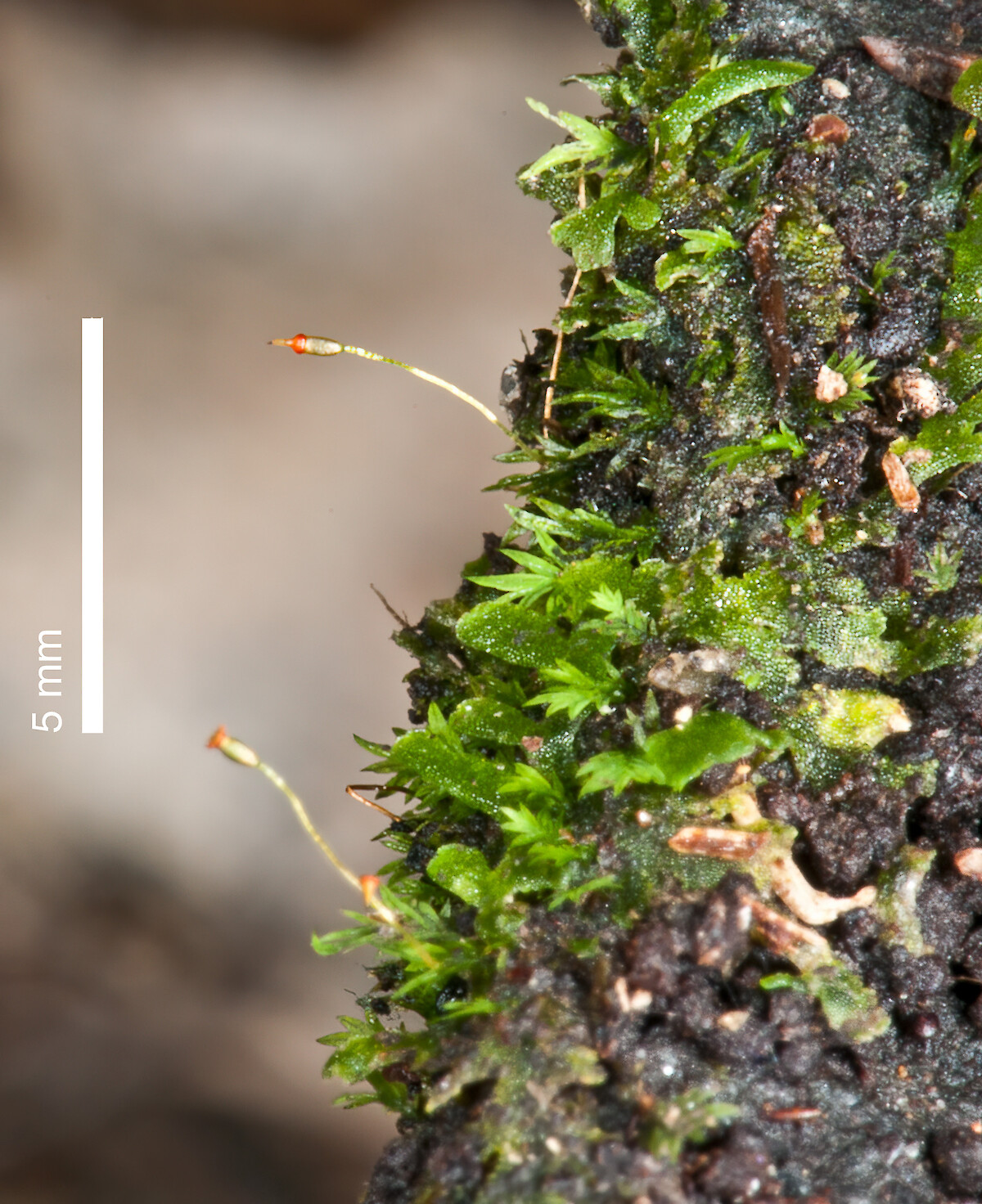 Fissidens tenellus var. australiensis • New Zealand Plant Conservation ...
