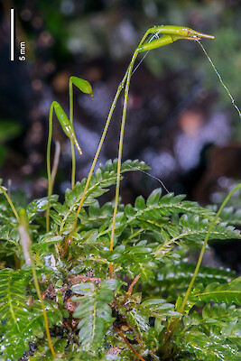 Rhizogonium distichum • New Zealand Plant Conservation Network