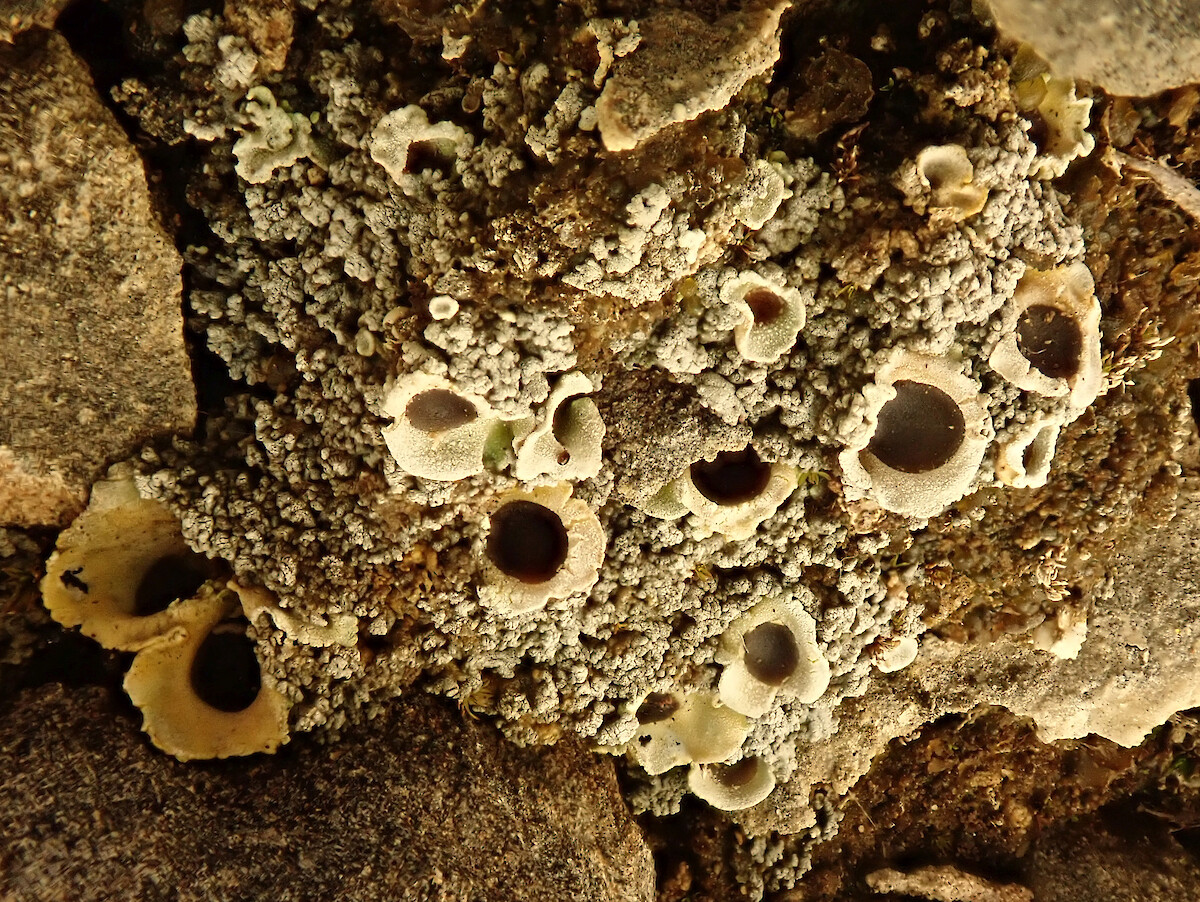 Solorina spongiosa • New Zealand Plant Conservation Network