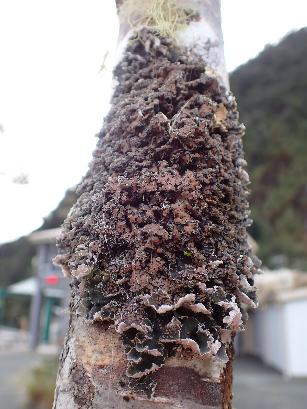Leioderma pycnophorum • New Zealand Plant Conservation Network