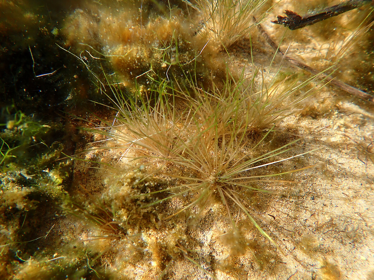 Trithuria inconspicua • New Zealand Plant Conservation Network
