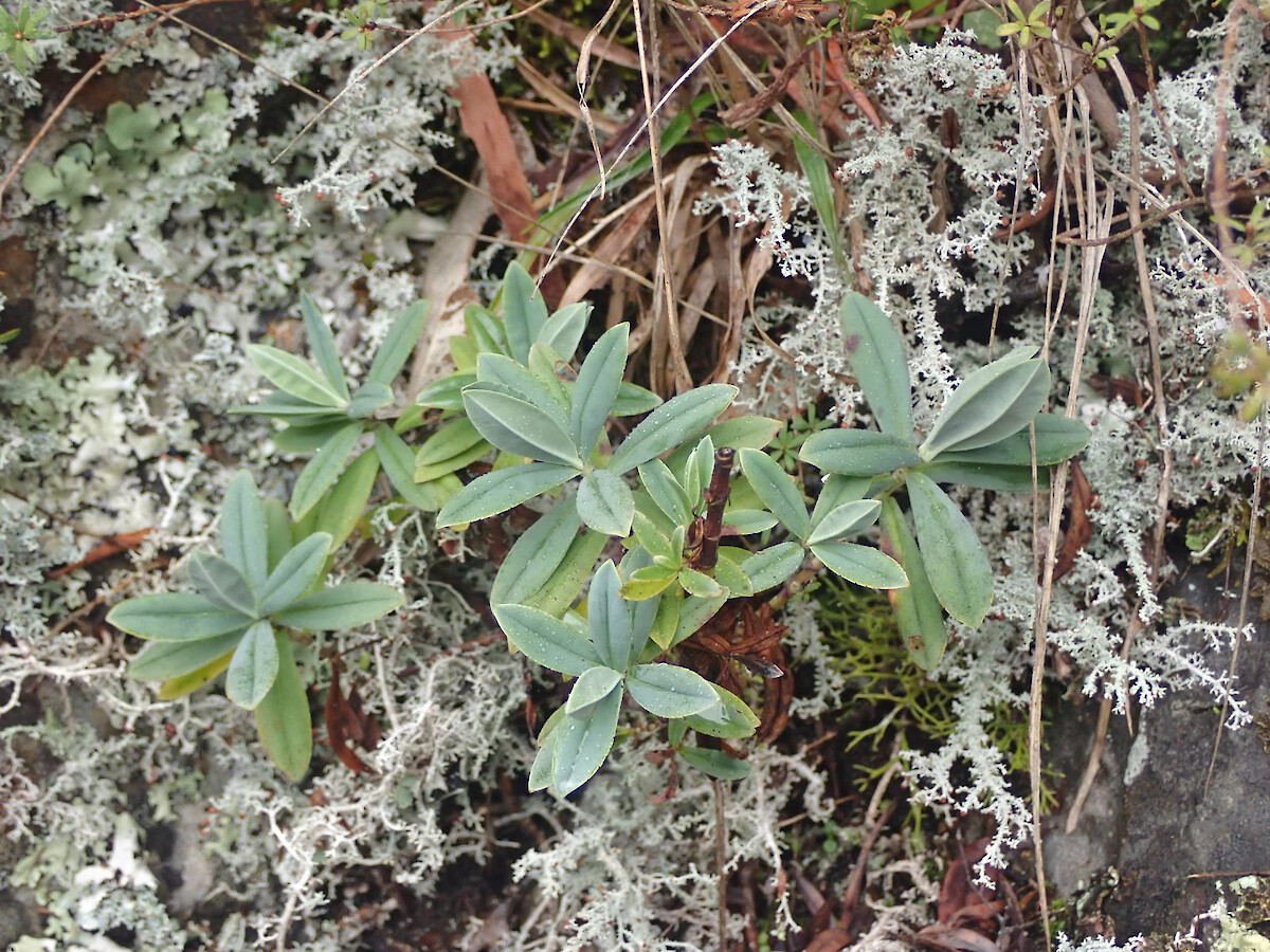 Veronica colensoi • New Zealand Plant Conservation Network