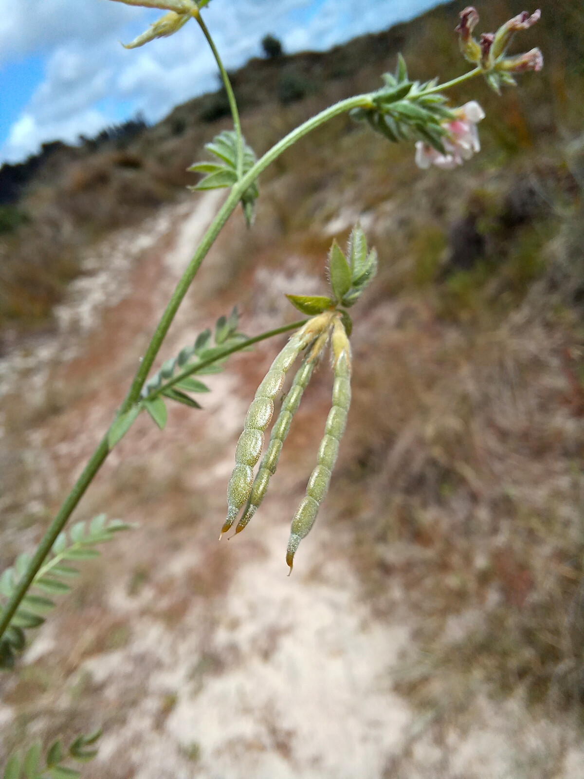 Ornithopus sativus • New Zealand Plant Conservation Network