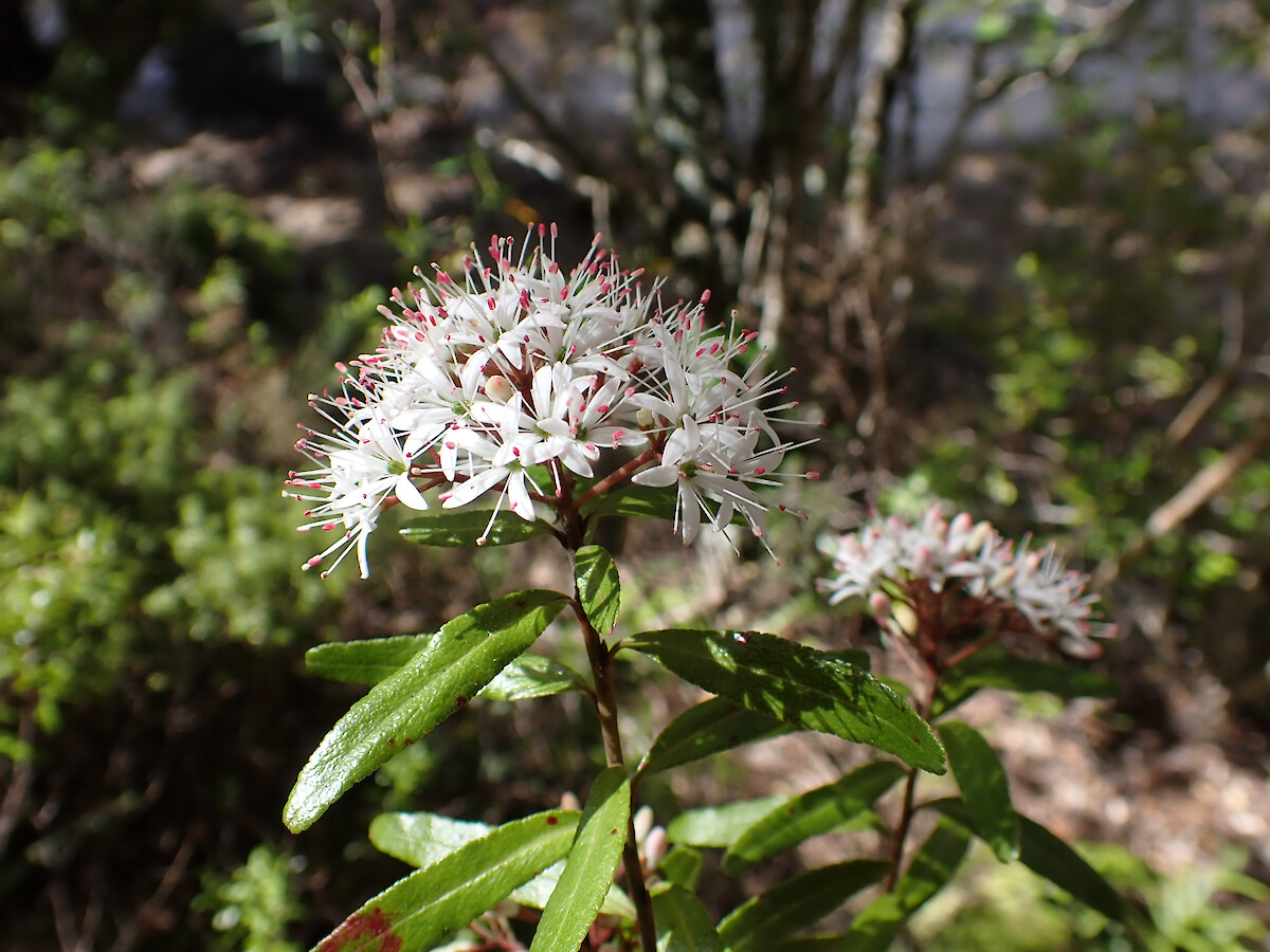 Leionema Nudum • New Zealand Plant Conservation Network